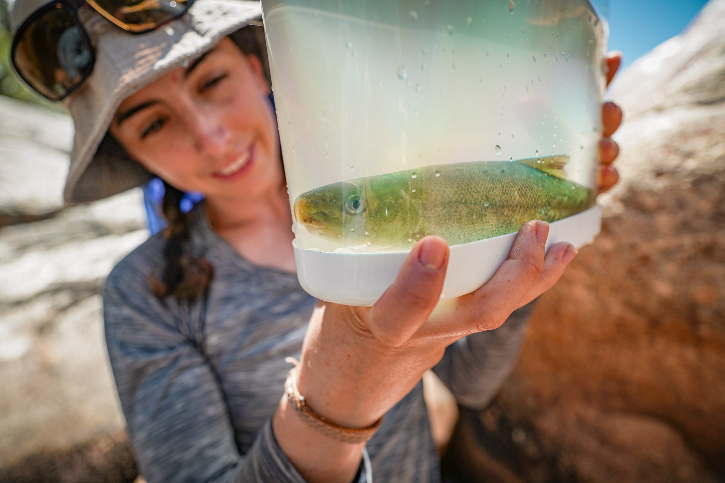 Conserving one of the world’s most threatened migratory fish – The ...