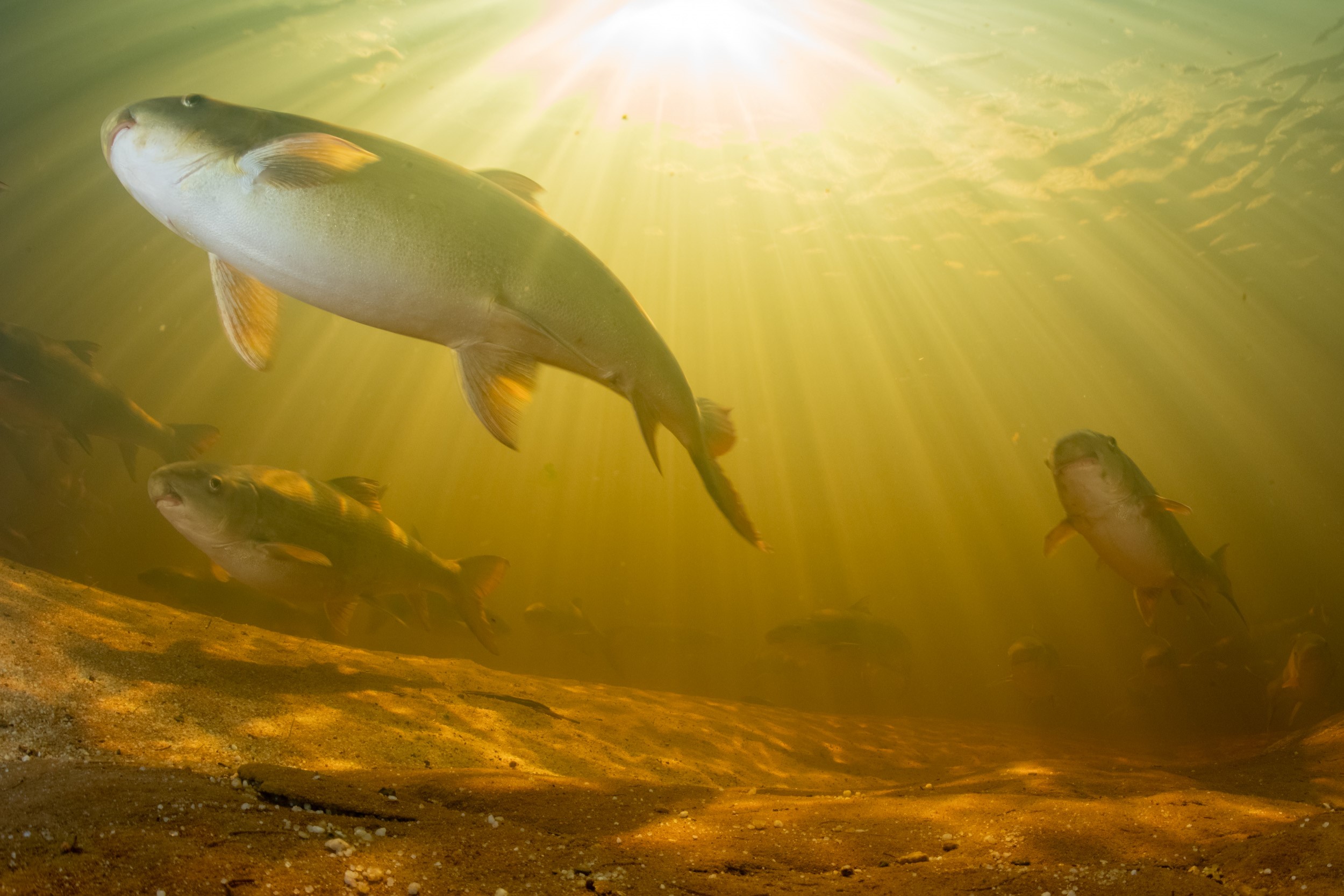 Conserving one of the world’s most threatened migratory fish – The ...