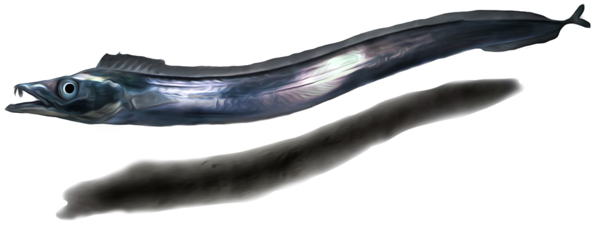 Spooky Fishes you Eat from the Deep Sea – Halloween Special – The ...