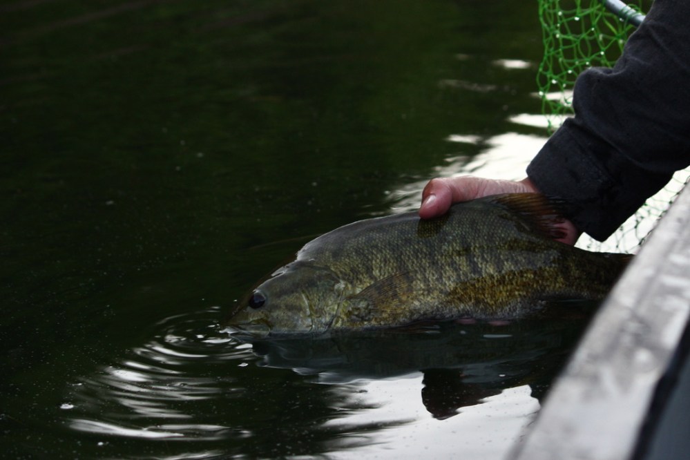 Once in a Blue Moon: How Does the Moon Affect Fish Behavior? – The ...