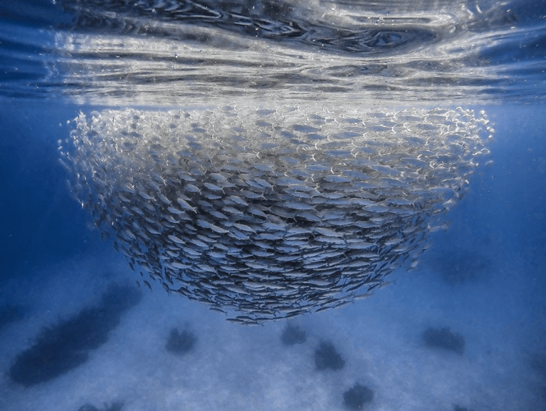 Once in a Blue Moon: How Does the Moon Affect Fish Behavior? – The ...