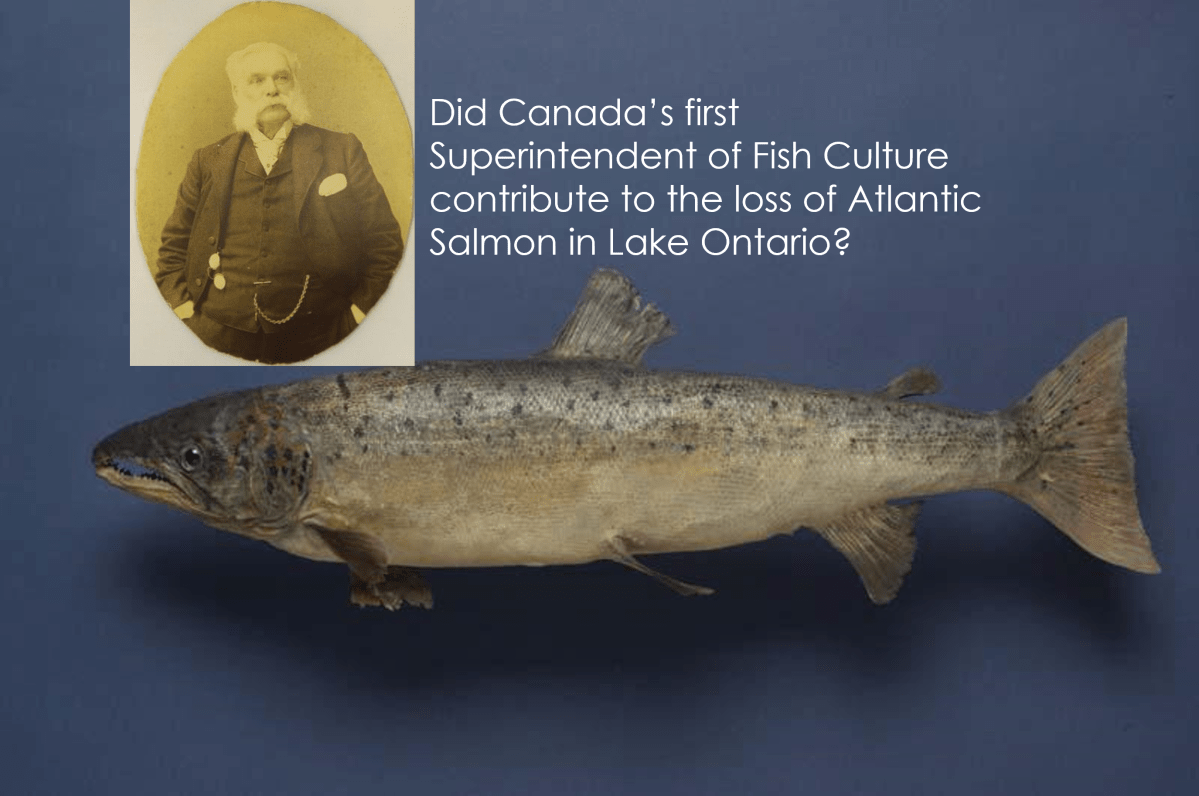 Old stories die hard: fish culture hurt more than helped historic ...