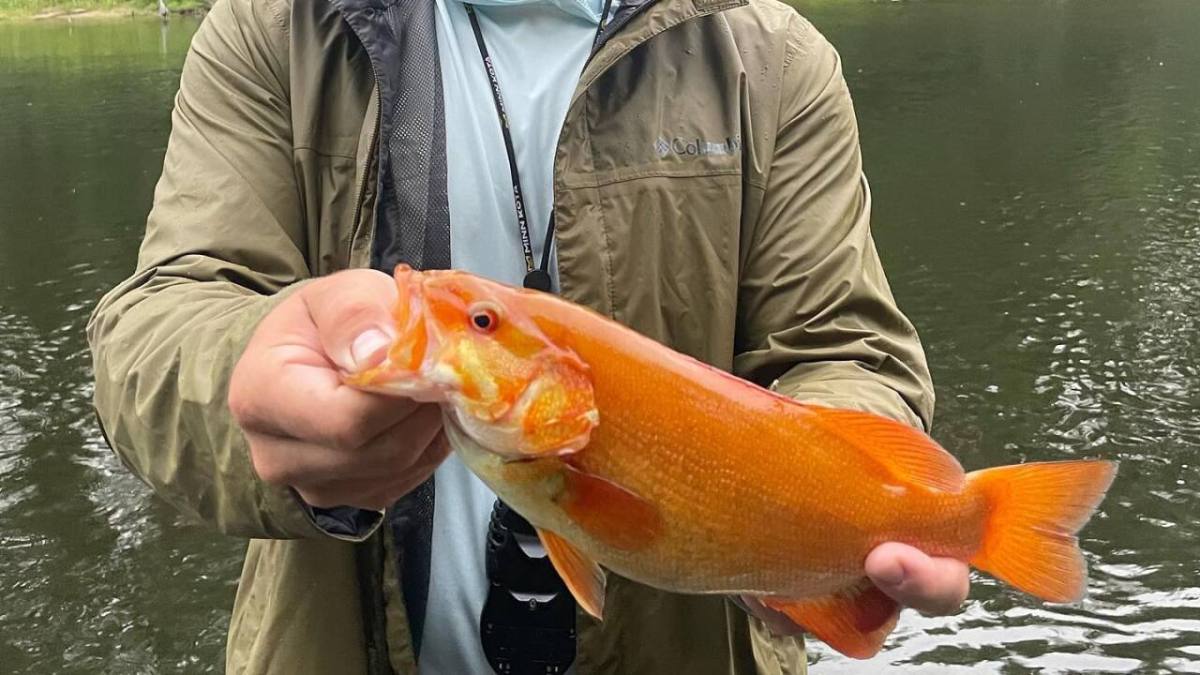 Rare orange smallmouth bass caught in Michigan – The Fisheries Blog