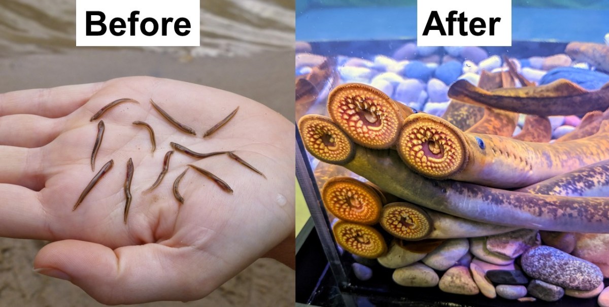 New Year, New Me: Amazing Metamorphoses in Fish – The Fisheries Blog