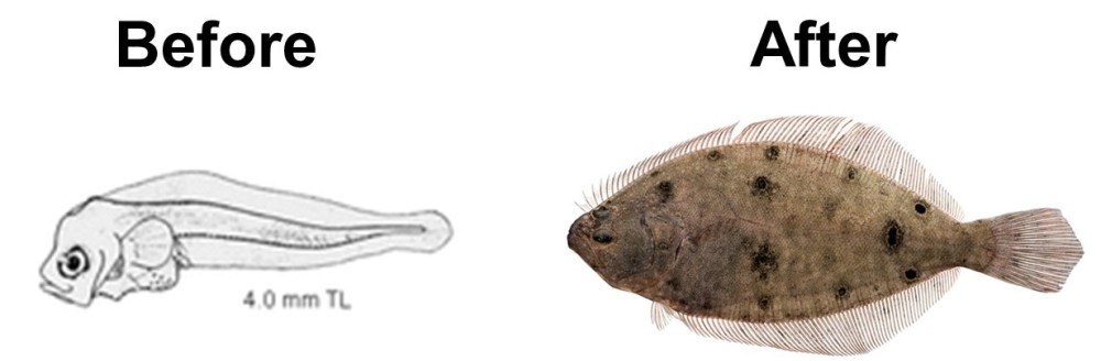 New Year, New Me: Amazing Metamorphoses in Fish – The Fisheries Blog