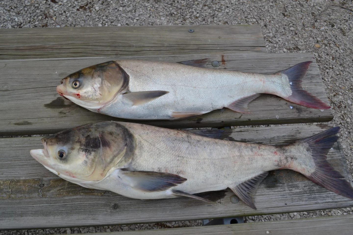 From “Asian Carp” to “Copi”: When Fish Get a Rebrand – The Fisheries Blog