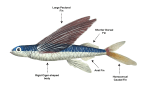 Avatar: The Way of Water – Breaking down the “Skimwing” – The Fisheries ...
