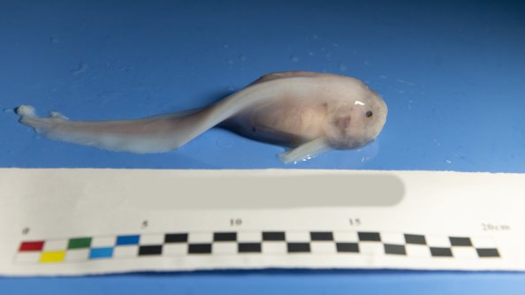 Under Pressure: Life at 20,000 Leagues Under the Sea – The Fisheries Blog