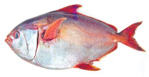 Opah! Special – An Overview of the Charismatic Moonfish (Lampris) – The ...