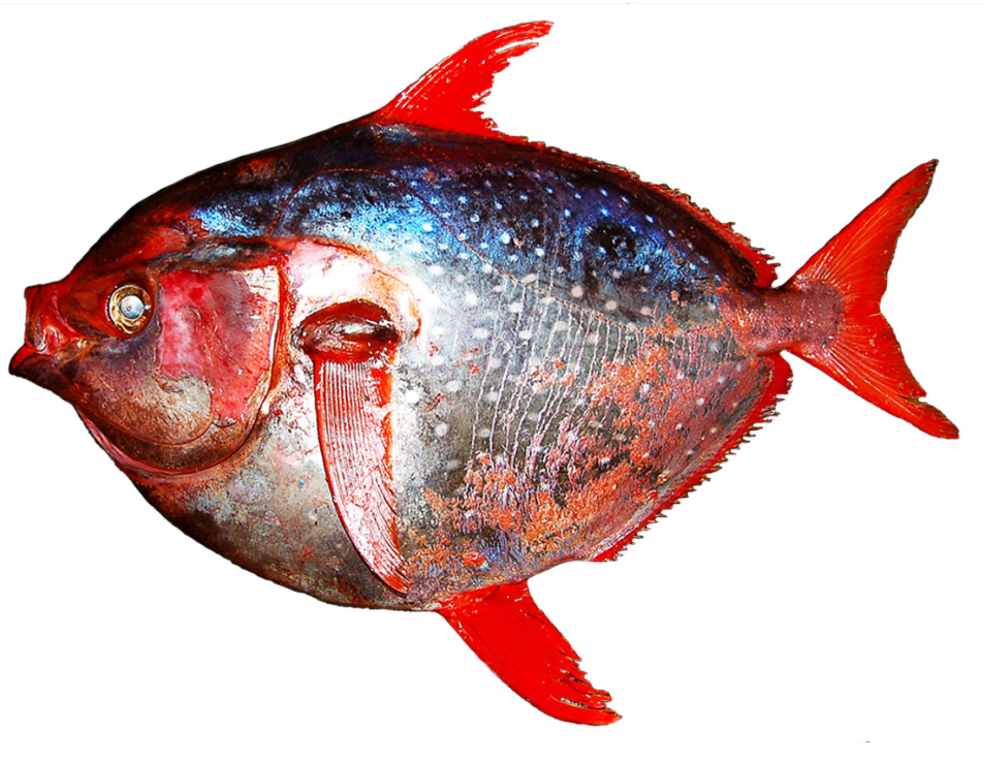 Opah! Special – An Overview of the Charismatic Moonfish (Lampris) – The ...