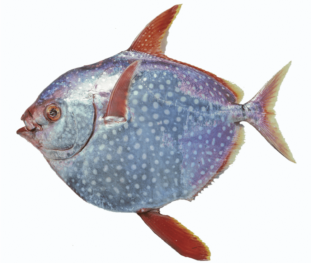 Opah! Special – An Overview of the Charismatic Moonfish (Lampris) – The ...