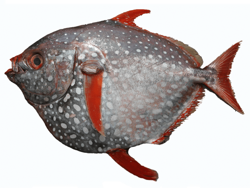 Opah! Special – An Overview of the Charismatic Moonfish (Lampris) – The ...