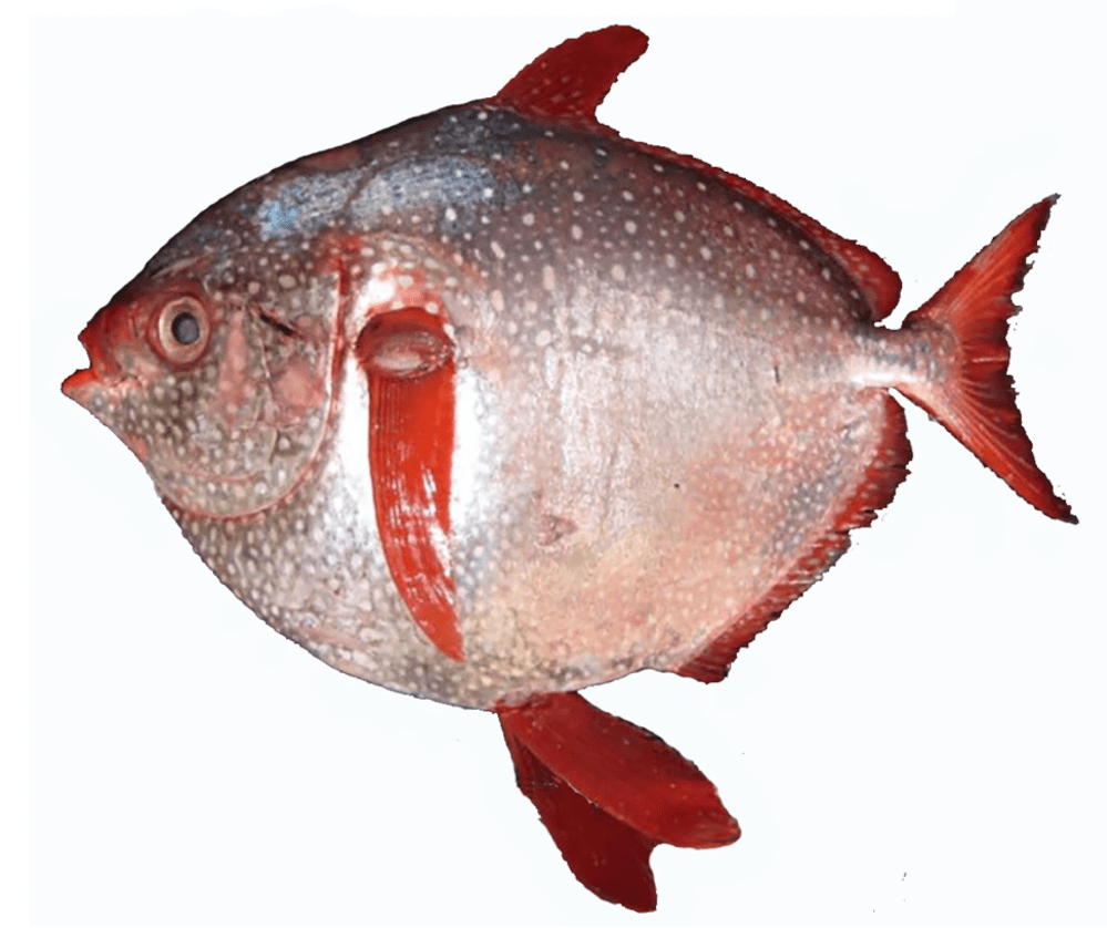 Opah! Special – An Overview of the Charismatic Moonfish (Lampris) – The ...