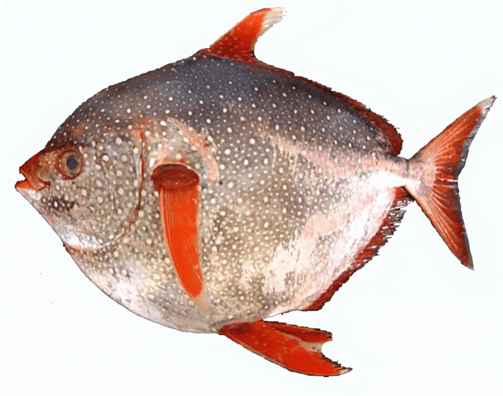 Opah! Special – An Overview of the Charismatic Moonfish (Lampris) – The ...
