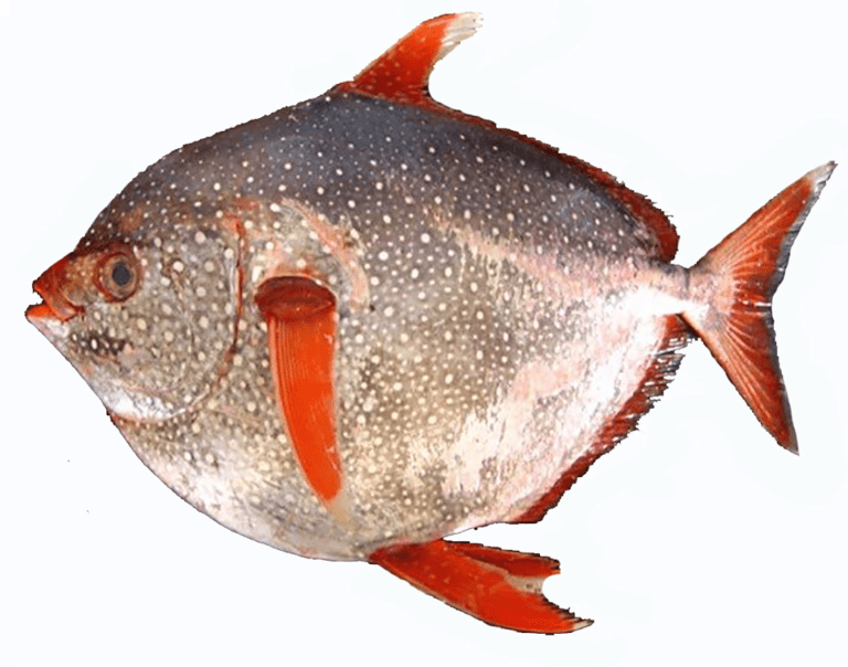 Opah! Special – An Overview of the Charismatic Moonfish (Lampris) – The ...